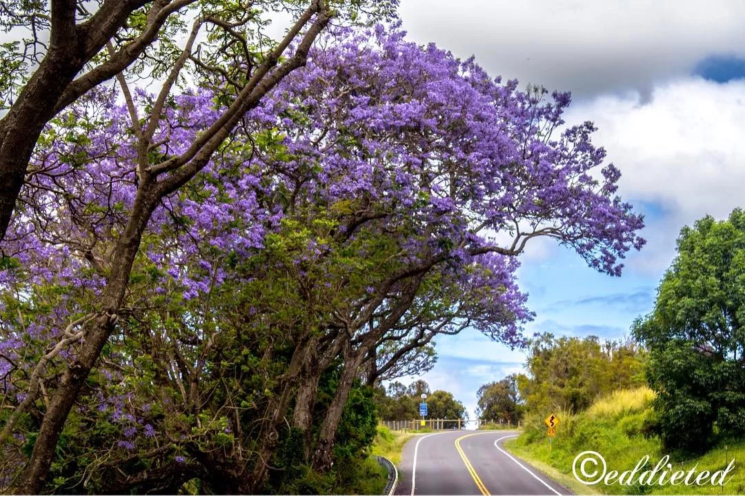Maui's Flowering Jacaranda Trees | Skyline Hawaii